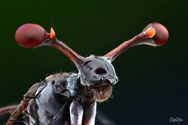 Hammerhead Fly - Macro : r/pics