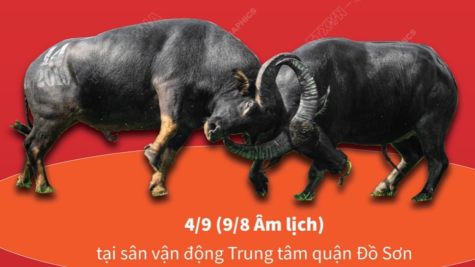 Lễ Hội Chọi Trâu Truyền Thống Đồ Sơn Trâu Số 08 Phường Bàng La Giành Giải Nhất Văn Hoá Thể